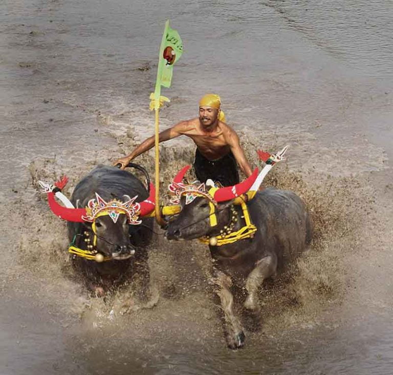 Makepung Lampit, Sebuah Tradisi Makepung di Jembrana Bali