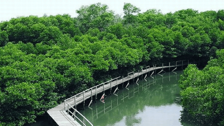 Hutan Mangrove Bali – Ekowisata Alami di Suwung Kauh - TRIPONNEWS.com